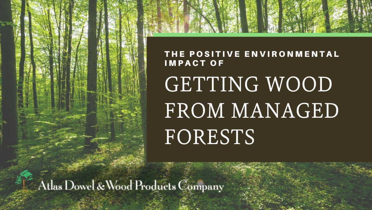 The Positive Impact of Getting Wood from Managed Forests | Atlas Dowel